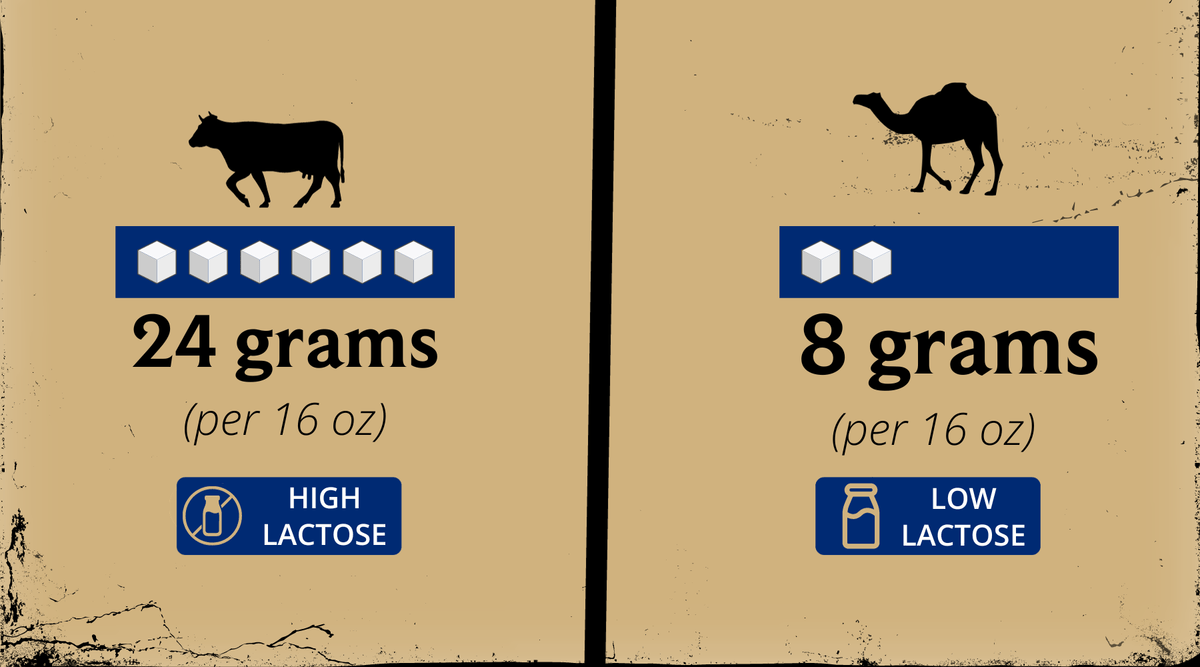Camel Milk vs. Cow Milk: Low Sugar Benefits and Digestibility | Juba Farms