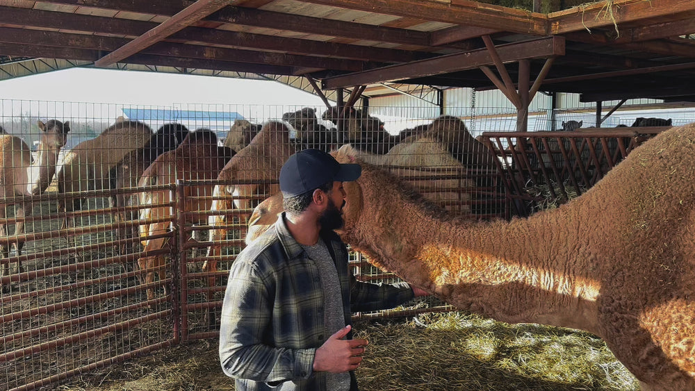 Pure Camel Milk Products | Premium Quality Camel Dairy | Juba Farms